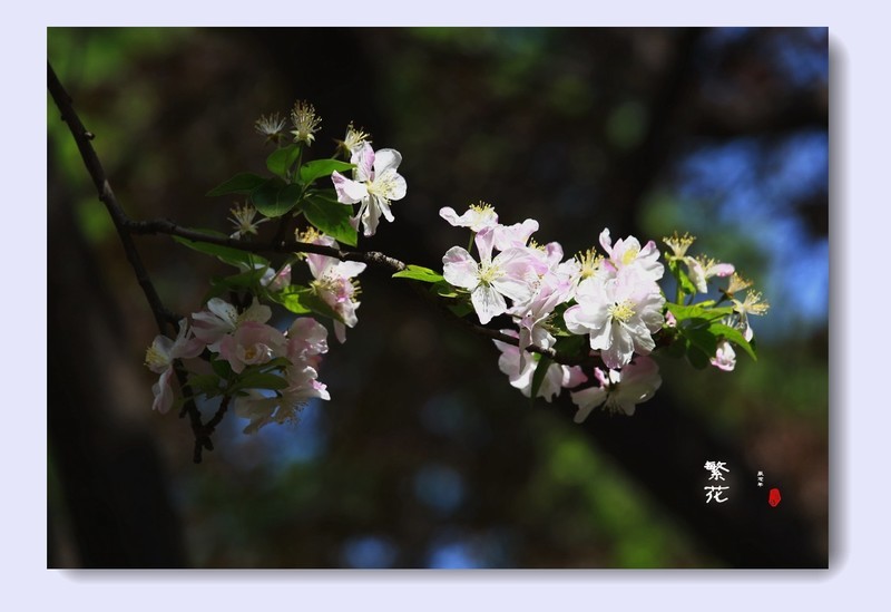 《每日欣赏》！！！-中关村在线摄影论坛