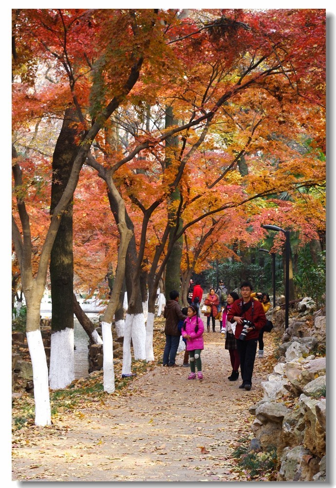 枫林尽染——（3）-中关村在线摄影论坛