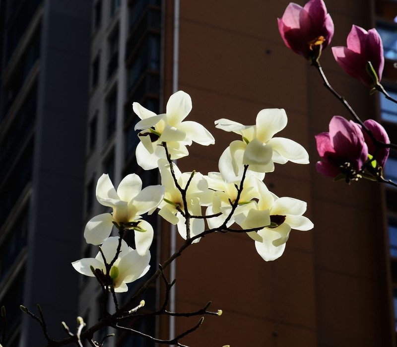 花卉系列【5155】-中关村在线摄影论坛