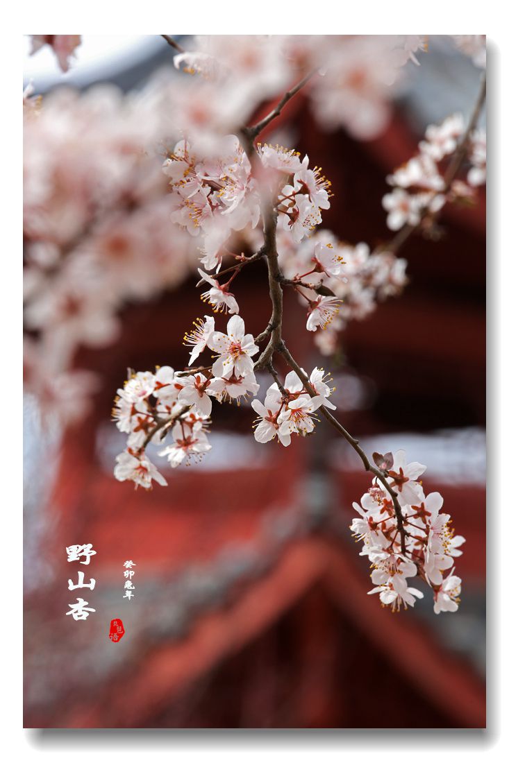 《每日欣赏》！！！-中关村在线摄影论坛