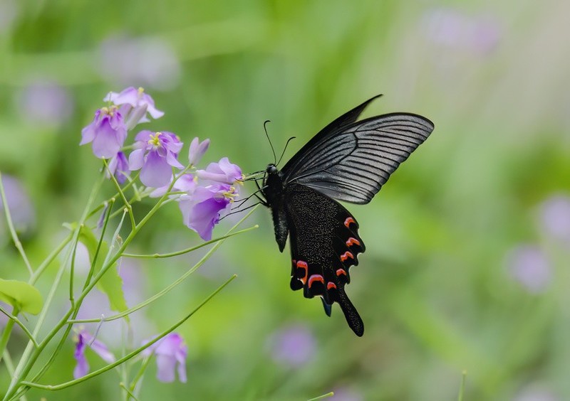 蝶儿翩翩-中关村在线摄影论坛