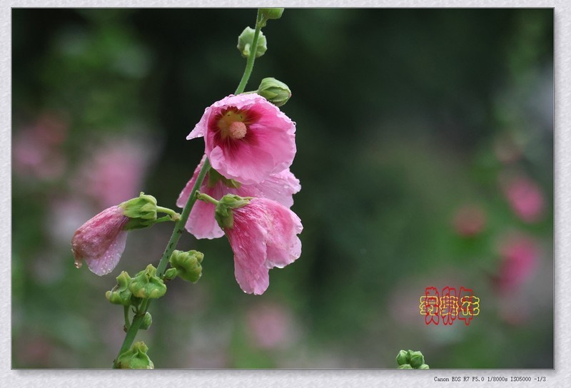 蜀葵花 19【2023-0636】-中关村在线摄影论坛