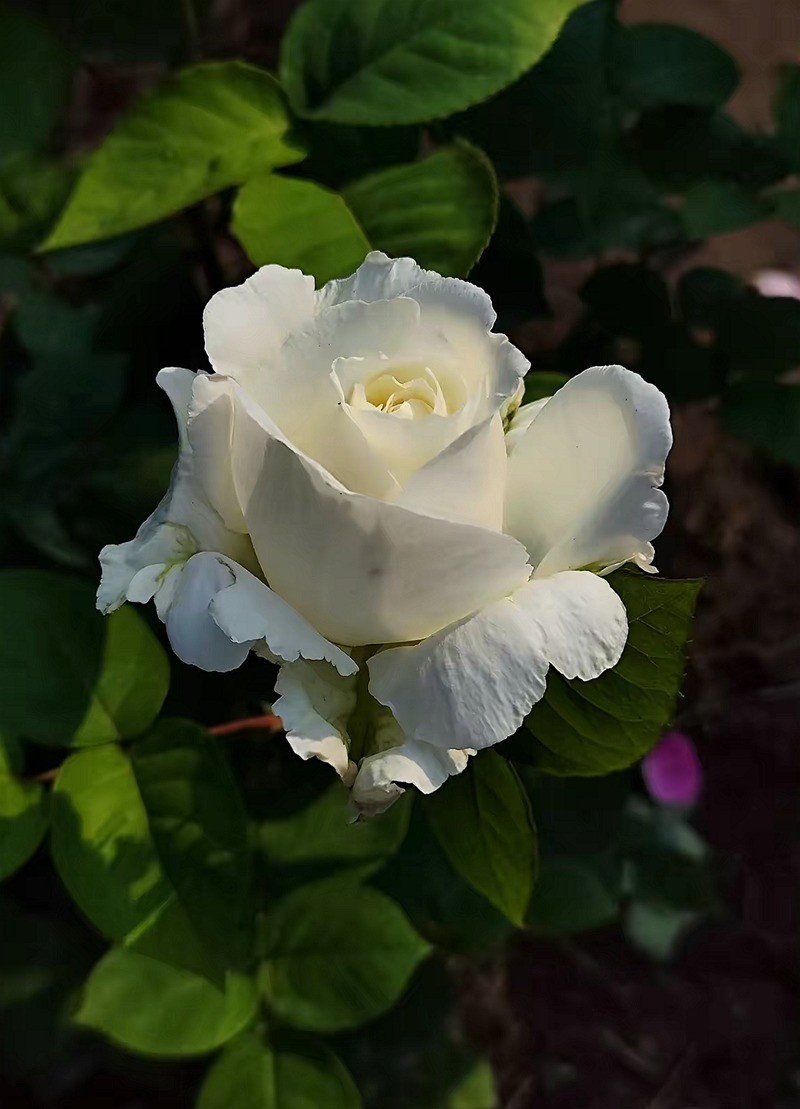 丰花月季-中关村在线摄影论坛