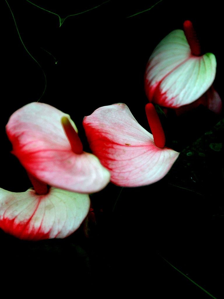 粉掌-中关村在线摄影论坛