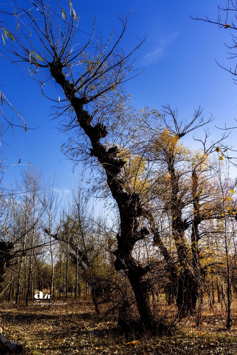 秋日怪柳（6）-中关村在线摄影论坛