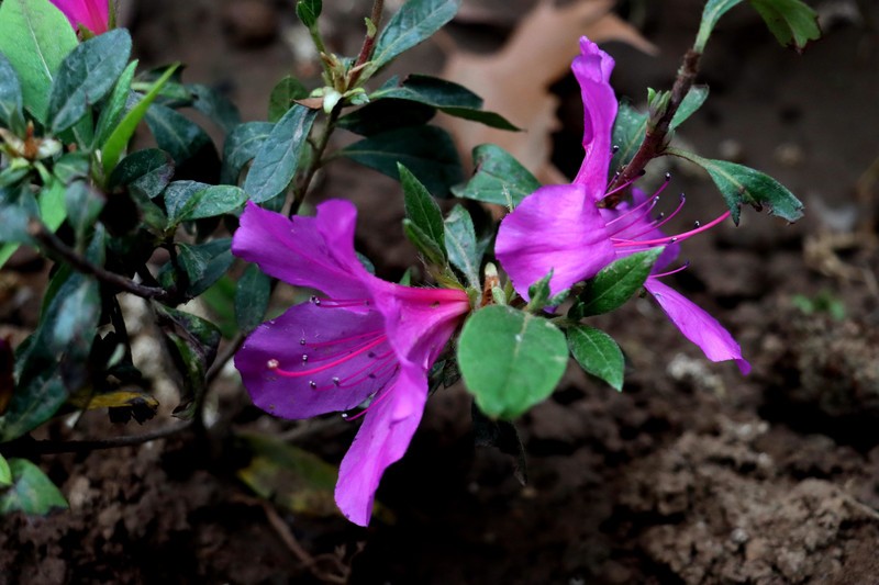 杜鹃花 - 2-中关村在线摄影论坛