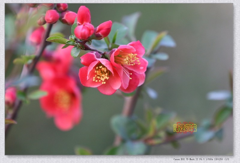 贴梗海棠 4【2023-0234】-中关村在线摄影论坛