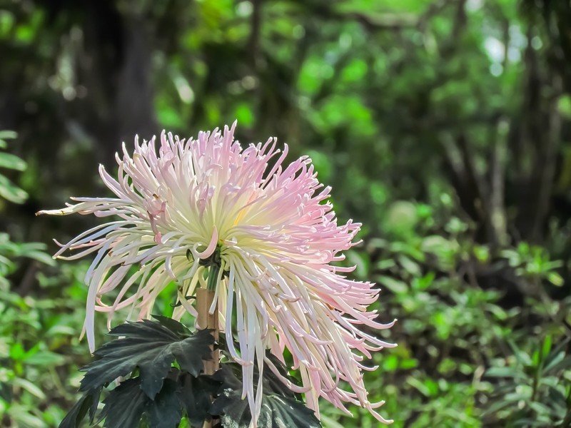 菊花-中关村在线摄影论坛