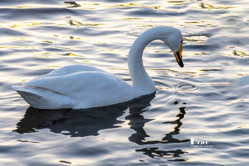 北票红村天鹅湾（30）-中关村在线摄影论坛