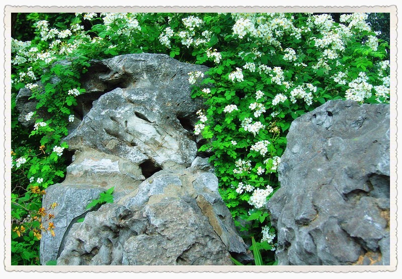 青红点染夏生香-中关村在线摄影论坛