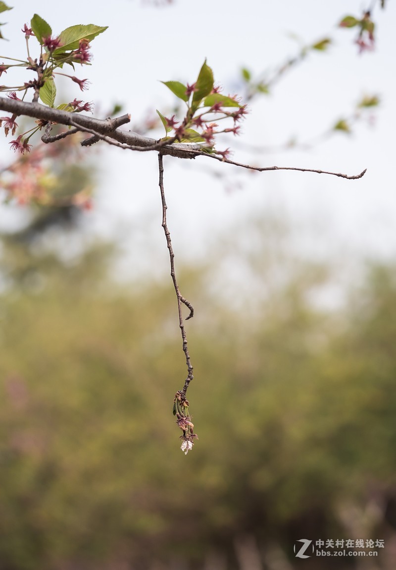 春花1-中关村在线摄影论坛