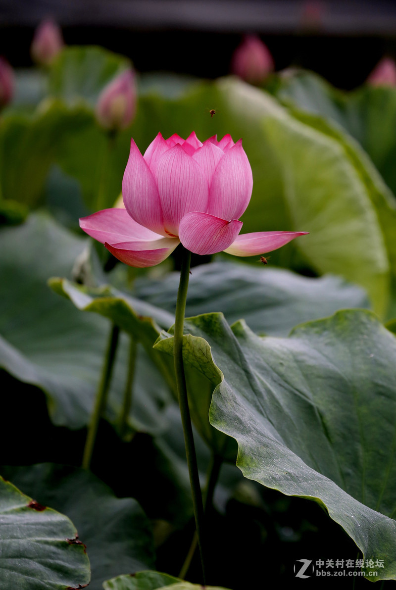 荷花绽放-中关村在线摄影论坛