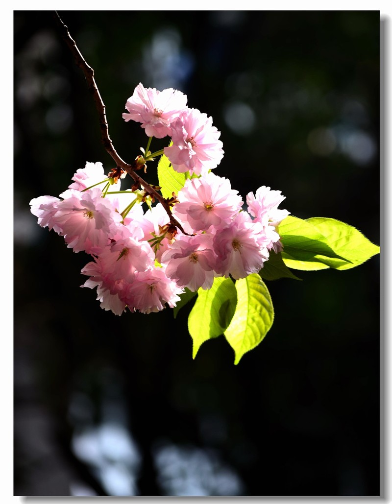 樱花季-中关村在线摄影论坛