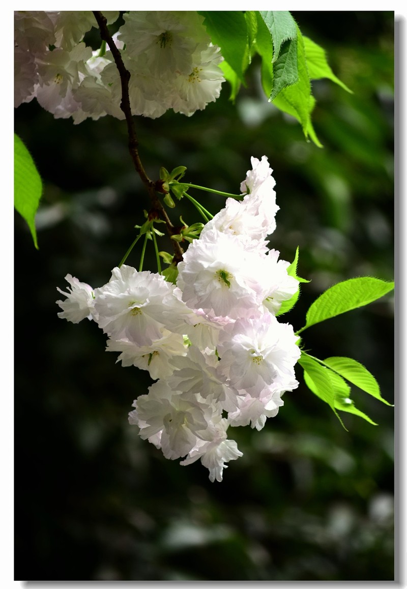 樱花季-中关村在线摄影论坛