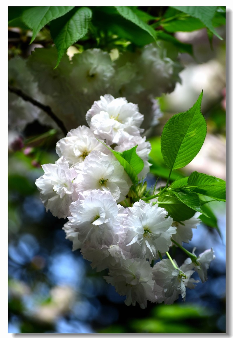 樱花季-中关村在线摄影论坛