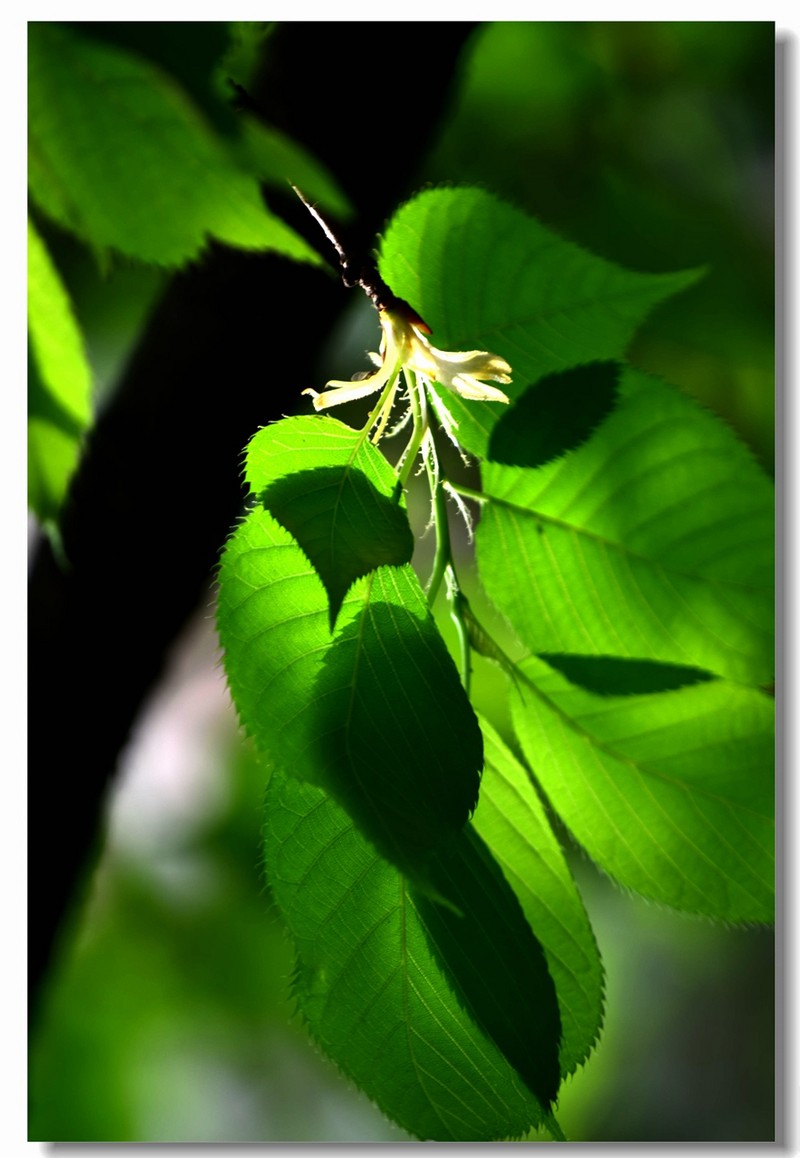 樱花季-中关村在线摄影论坛