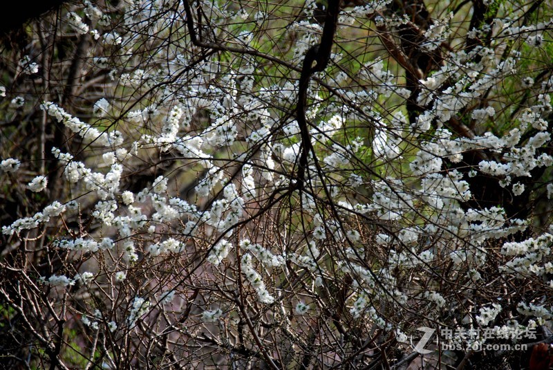 雨后植物园-中关村在线摄影论坛