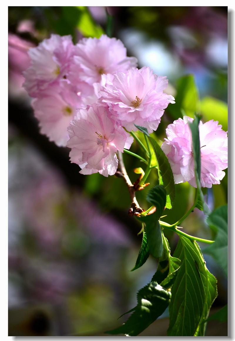 樱花季-中关村在线摄影论坛