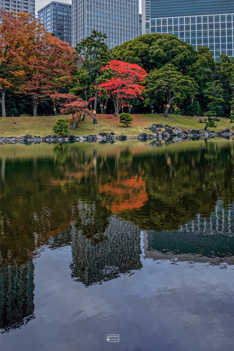 浜離宮恩賜庭園-中关村在线摄影论坛