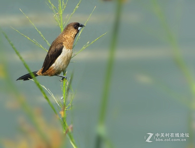 芦苇上的纹鸟-中关村在线摄影论坛