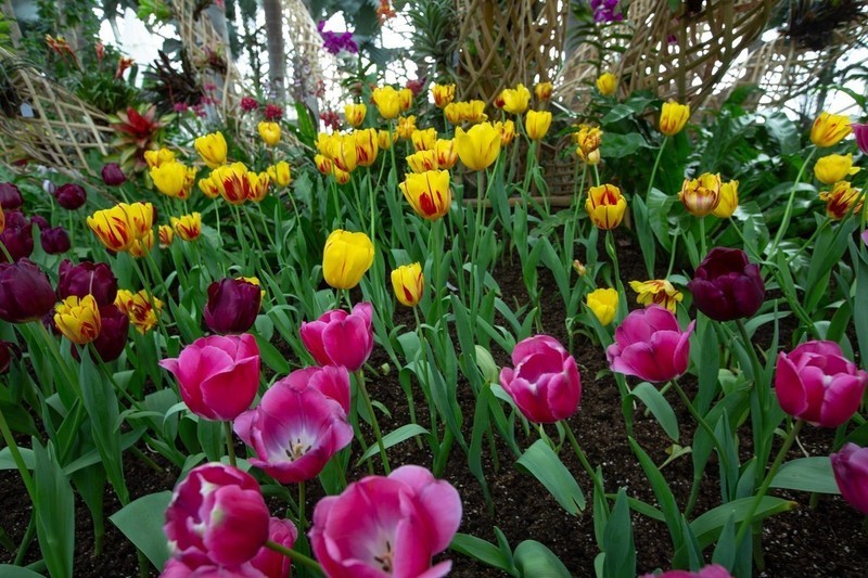 上海辰山植物园温室花卉一揽-中关村在线摄影论坛