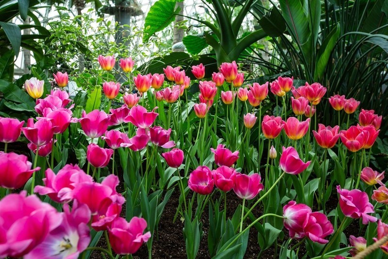 上海辰山植物园温室花卉一揽-中关村在线摄影论坛