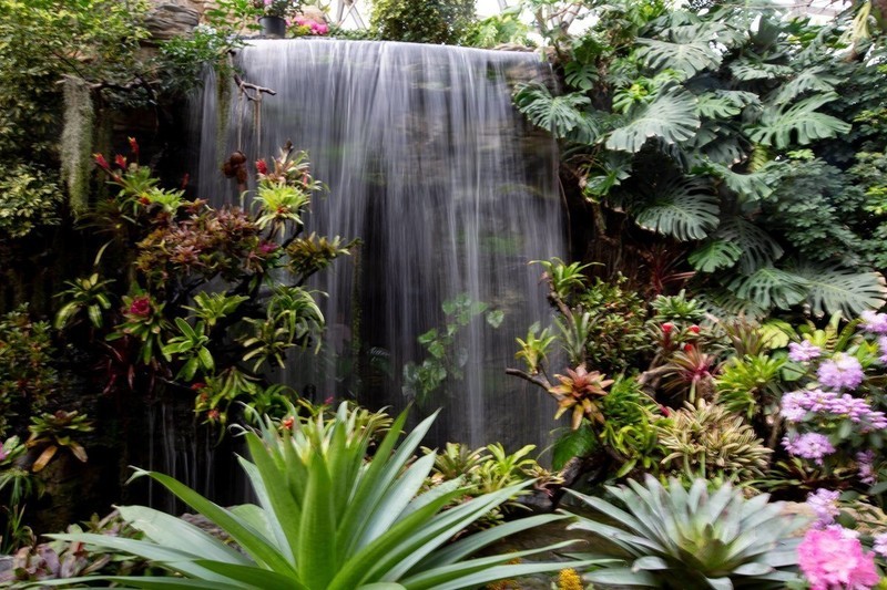 上海辰山植物园温室花卉一揽-中关村在线摄影论坛