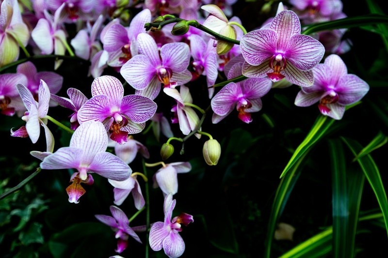 上海辰山植物园温室花卉一揽-中关村在线摄影论坛
