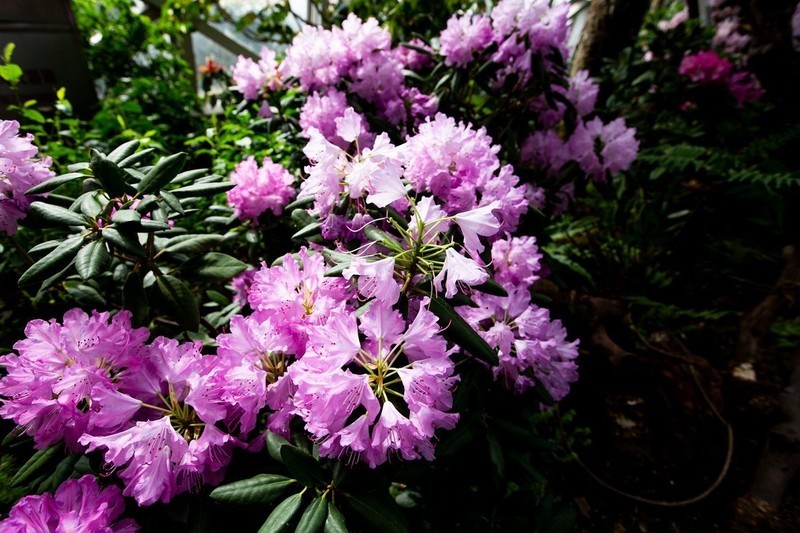 上海辰山植物园温室花卉一揽-中关村在线摄影论坛
