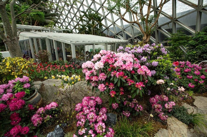 上海辰山植物园温室花卉一揽-中关村在线摄影论坛