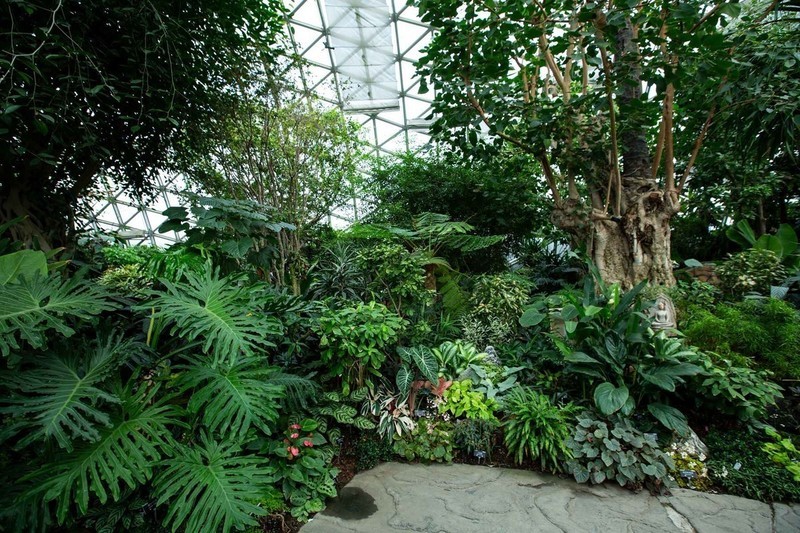 上海辰山植物园温室花卉一揽-中关村在线摄影论坛