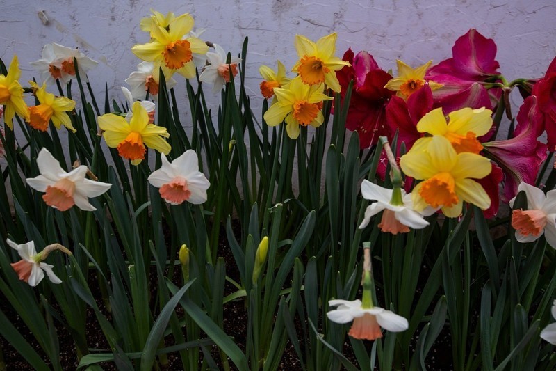 上海辰山植物园温室花卉一揽-中关村在线摄影论坛