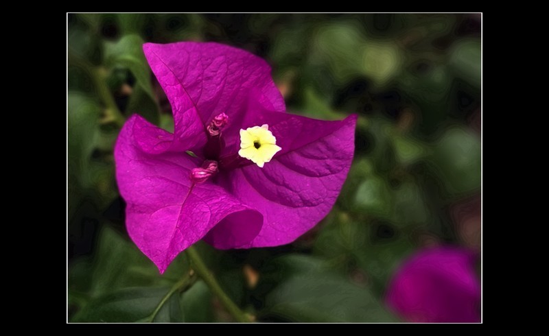 三角梅（2021186）-中关村在线摄影论坛