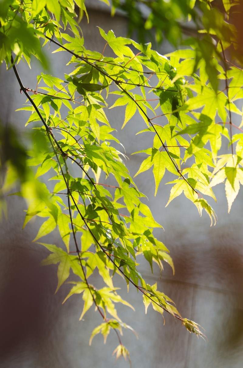 【原创】D7000+70-200拍摄小景-中关村在线摄影论坛