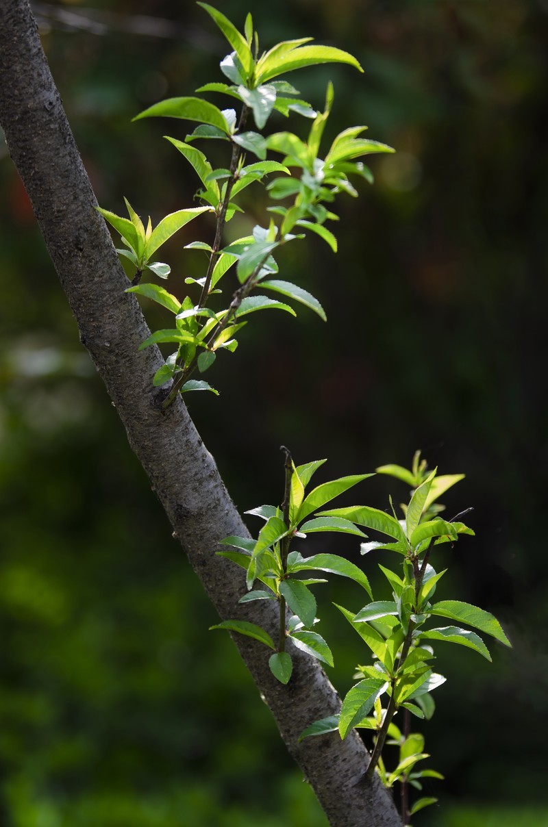 【原创】D7000+70-200拍摄小景-中关村在线摄影论坛