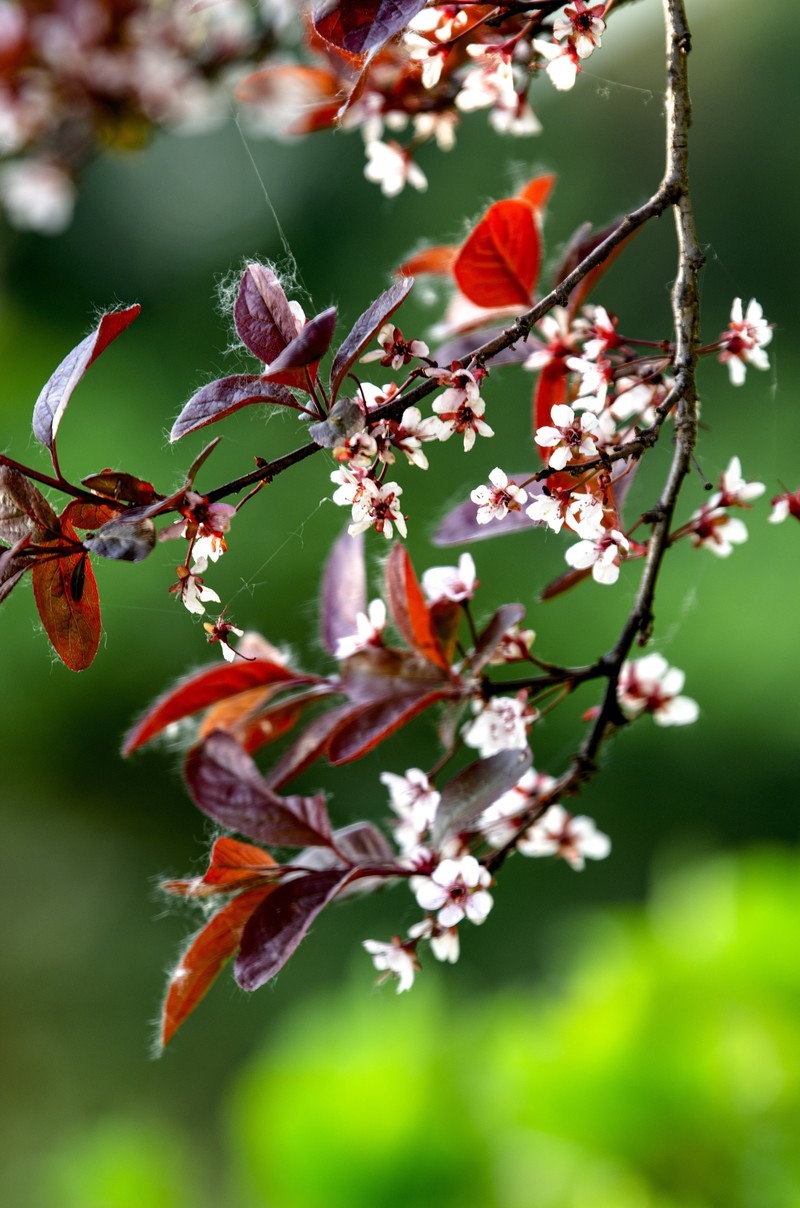 D7000+70-200拍摄小景-中关村在线摄影论坛