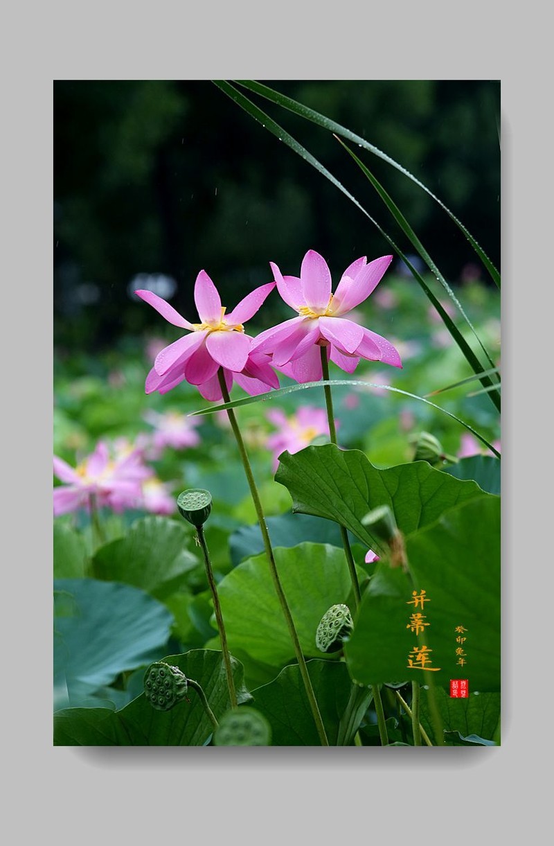 《每日欣赏》！！！-中关村在线摄影论坛