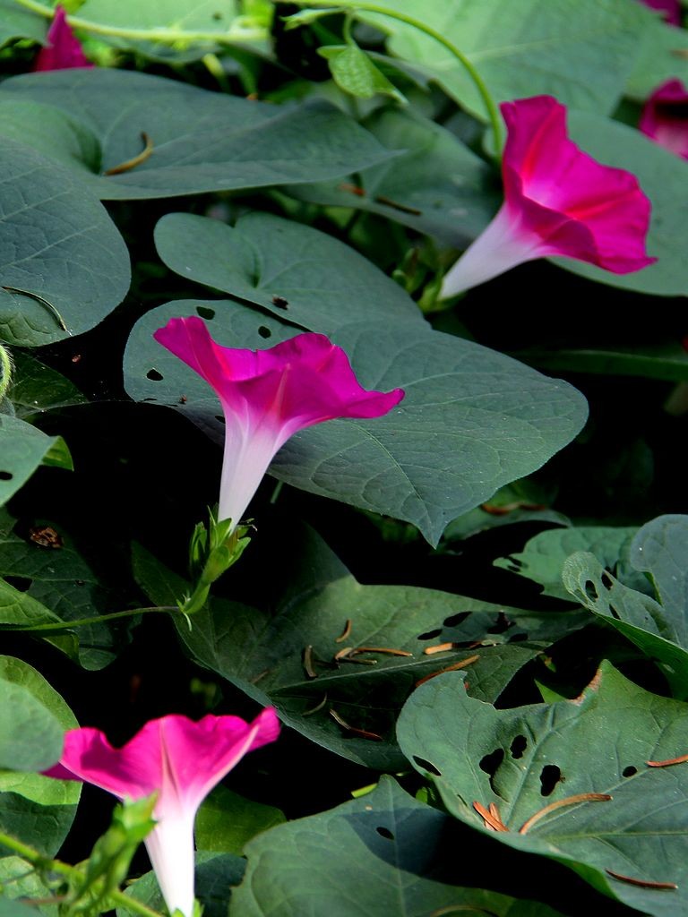 牵牛花-中关村在线摄影论坛