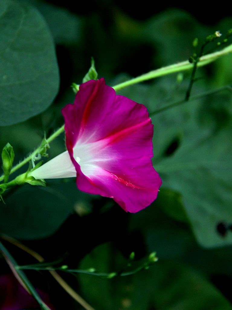 牵牛花-中关村在线摄影论坛