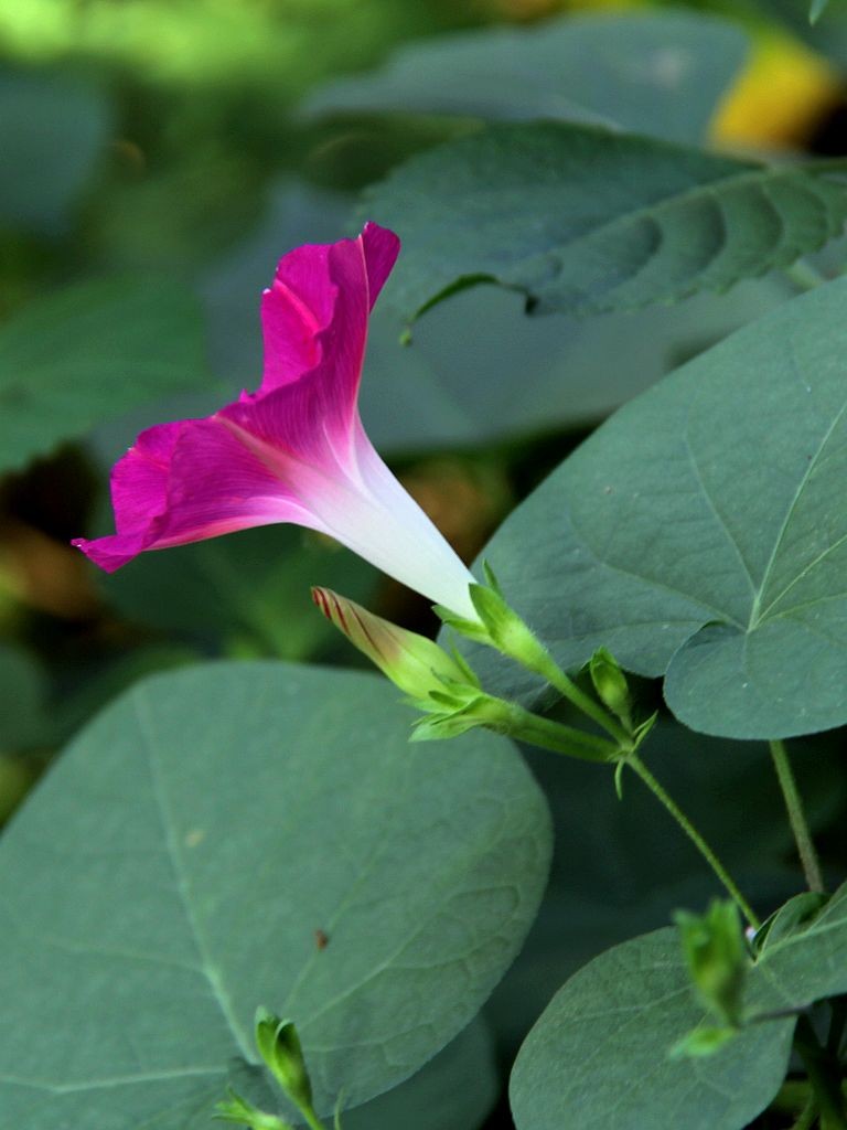 牵牛花-中关村在线摄影论坛
